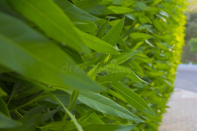 Green wall stock image. Image of garden, bushes, greenery - 54427255