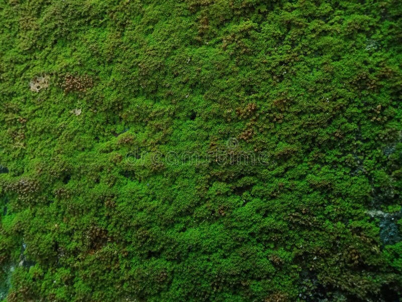 The Green Wall Moss is Like a Beautiful and Fresh Meadow Stock Photo ...