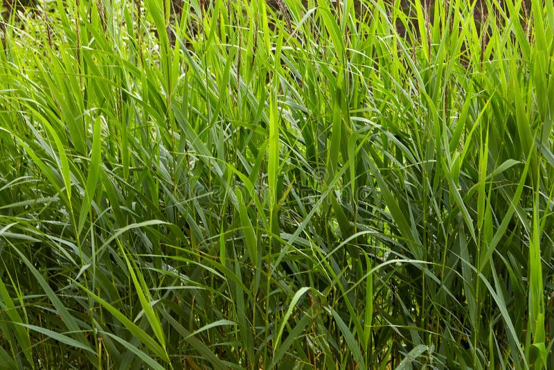 Green Wall of Reeds on Shore of Lake, Texture Backdrop. Stock Image ...