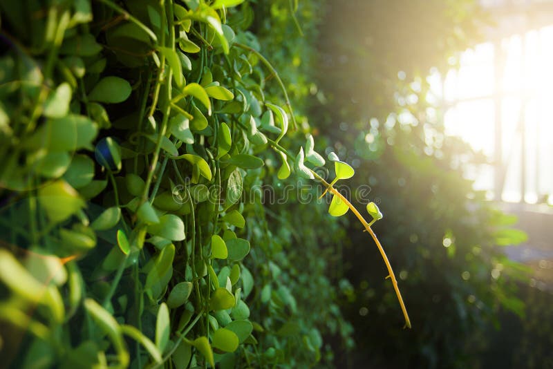 Green Wall and Shadow Shade Stock Photo - Image of shadow, biology ...