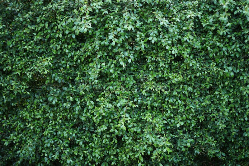 Green wall stock image. Image of nature, decorative, fence - 89245385