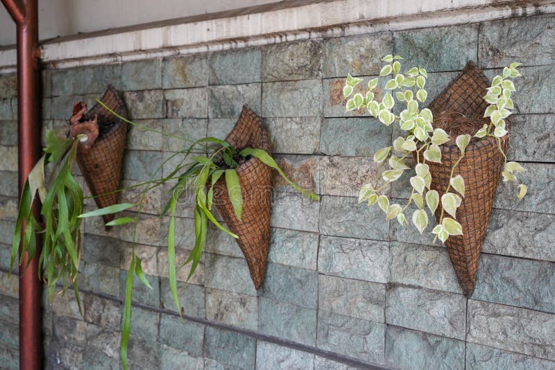 A Green Wall is a Vertical Built Structure Intentionally Covered by Vegetation. Stock Image ...