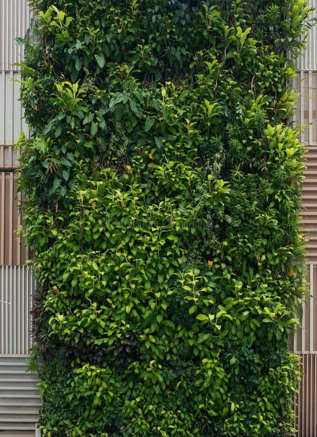Green Wall, Vertical Garden. Background with Lush Foliage. Stock Image ...
