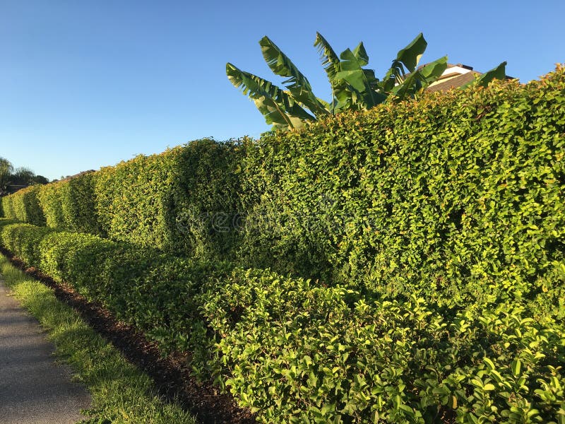 Green wall stock photo. Image of daytime, grow, landscape - 78528910