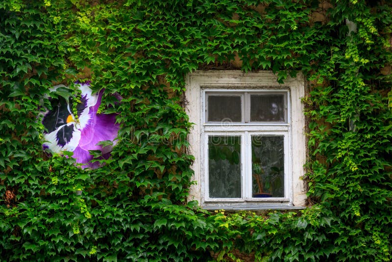 Green wall and window stock photo. Image of plants, summer - 55738270