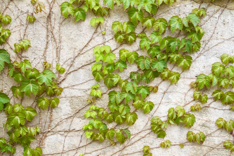 Green Walls in Spring Texture Background Stock Image - Image of walls ...