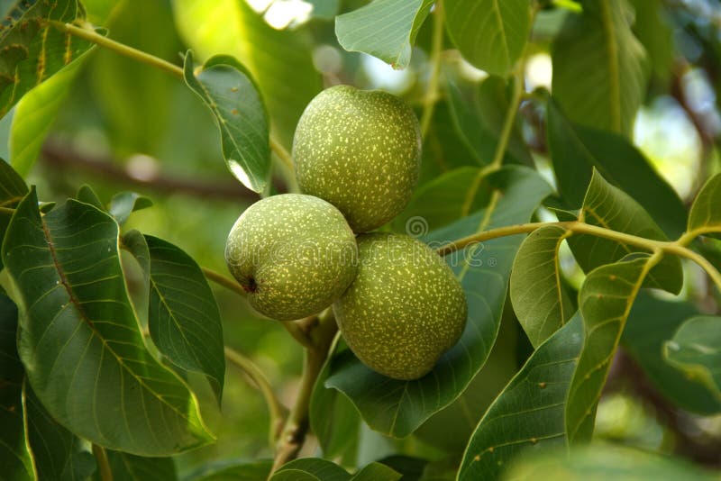Green walnut stock image. Image of round, green, ceviz - 15608067