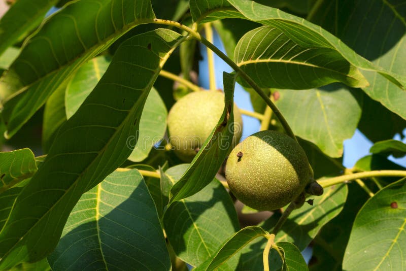 Green walnut on a branch stock photo. Image of branch - 257564334