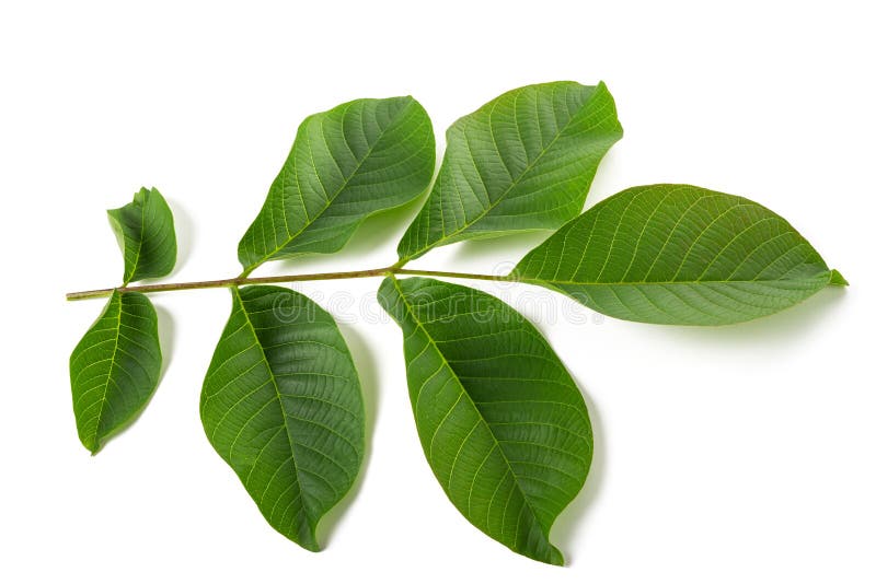 Green Ash branch stock photo. Image of fresh, deciduous - 92906204