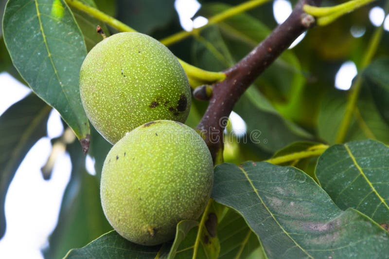 Green walnut on branch stock photo. Image of healthy - 131865900