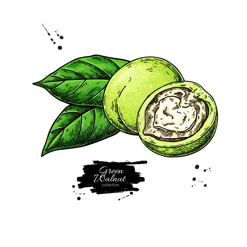 Green Walnut Drawing. Vector Illustration Stock Vector - Illustration ...