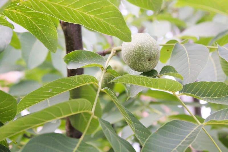 147 Circassian Walnut Tree Photos - Free & Royalty-Free Stock Photos ...