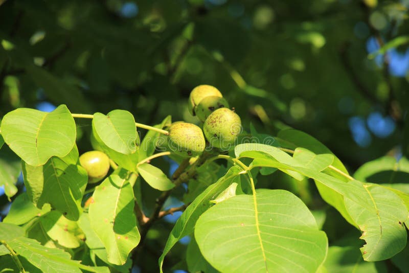 Green Walnut Fruit on Branch Stock Image - Image of green, branch: 78642897