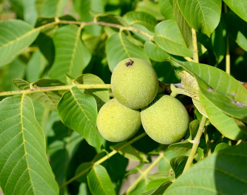 Green Walnut Fruit Juglans Regia Stock Photo - Image of royal, branch ...