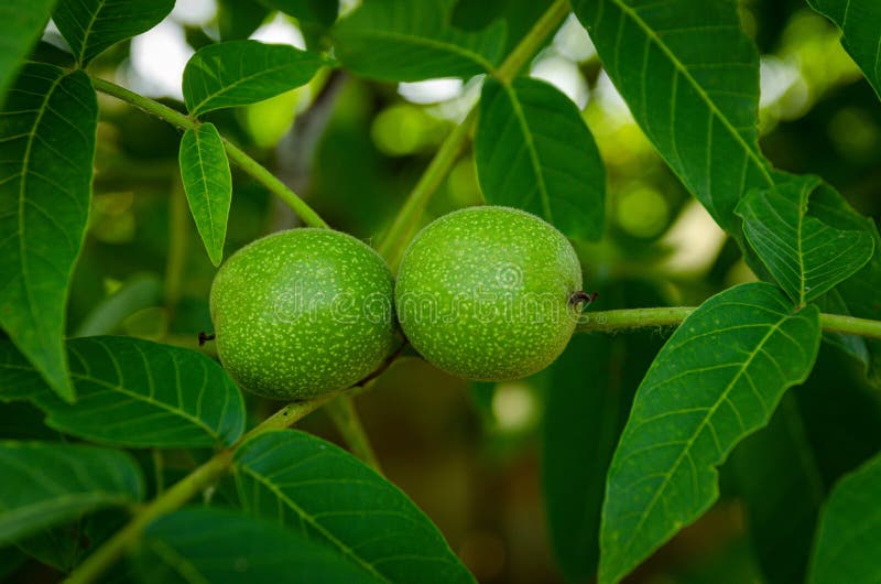Green walnut fruit stock image. Image of rustic, kernels - 153196765