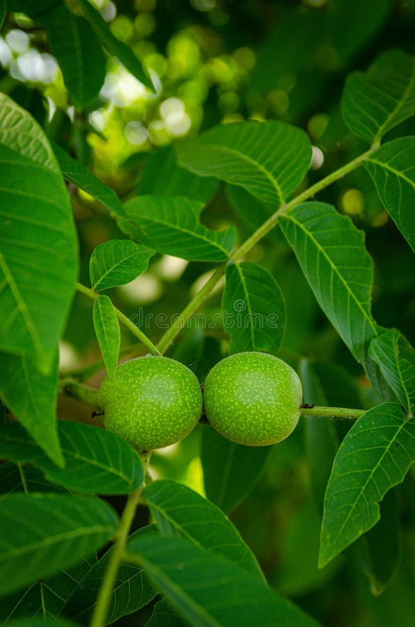 Green walnut fruit stock image. Image of rustic, season - 153196981