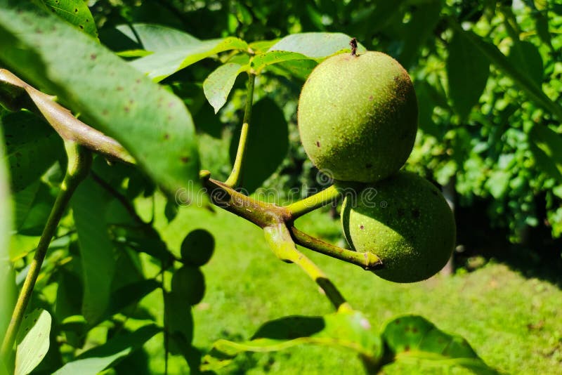 Green Walnut Fruits Hanging on a Branch with Leaves. Walnut Tree with ...