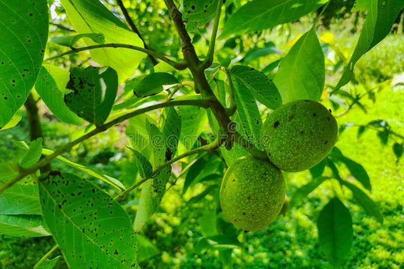 Green Walnut Fruits Hanging on a Branch with Leaves. Walnut Tree with ...
