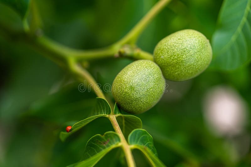 Green Walnut Fruits Hanging on a Branch with Leaves. Walnut Tree with ...