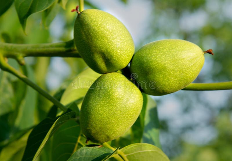 Green Walnut Fruits on a Tree Branch Close-up Stock Photo - Image of ...