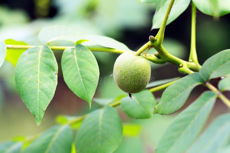 Green walnut stock image. Image of large, gourmet, healthy - 31630407