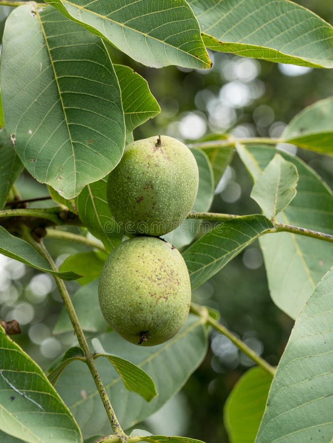 Green Walnut Growing on a Tree Close Up Stock Photo - Image of health ...