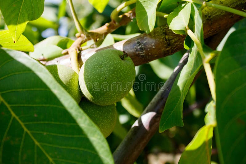 Green Walnut Growing on a Tree Close Up Stock Photo - Image of walnut ...