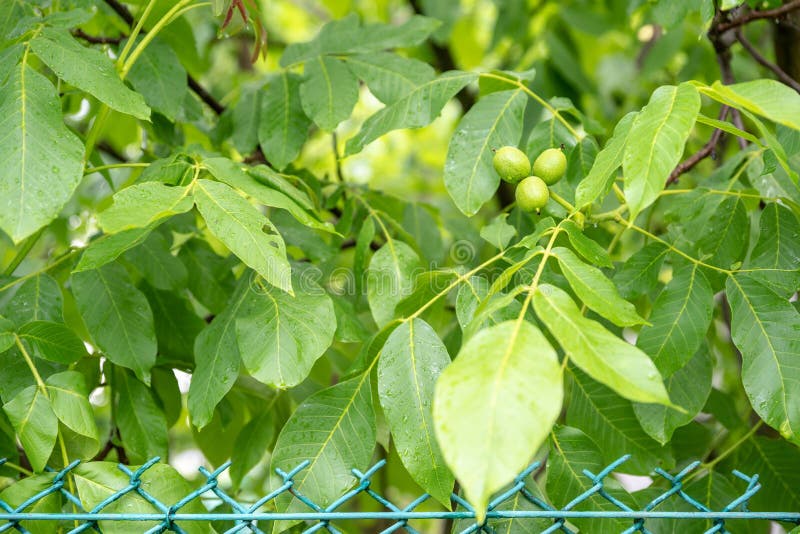 Green Walnut Growing on a Tree, Maturation Stock Photo - Image of food ...