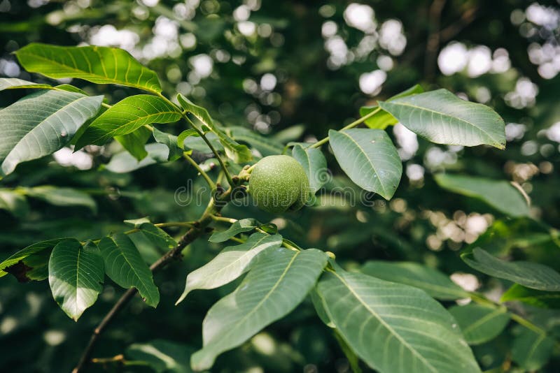 Green Walnut Growing on the Tree. Summer Garden Stock Image - Image of ...