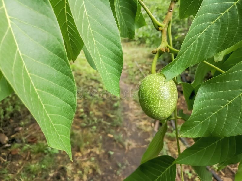 A Green Walnut Hangs on a Branch. Walnut Fruit on a Tree. Green Walnut ...