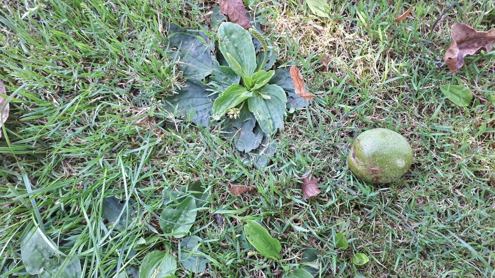 Green Walnut that Has Fallen from the Tree Stock Photo - Image of tree ...