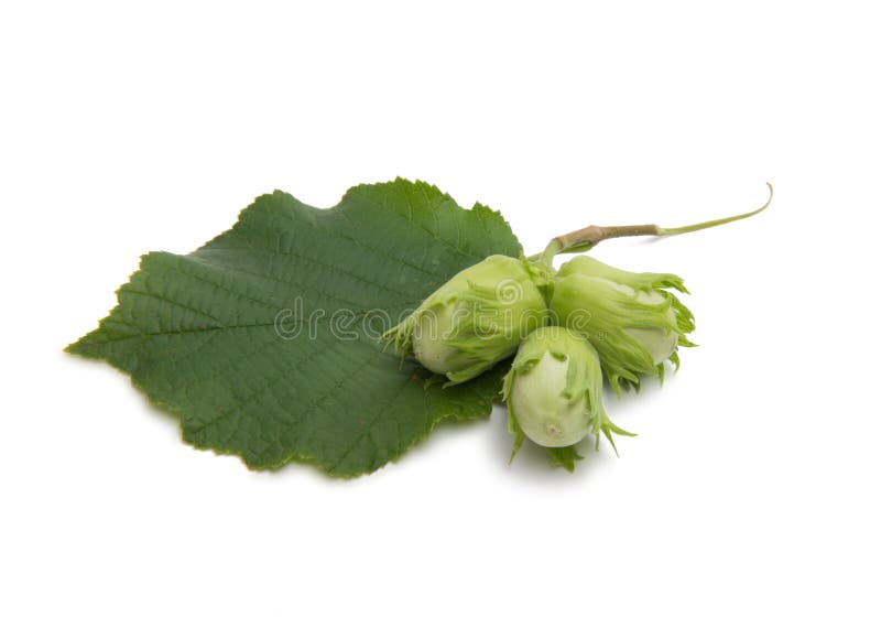 Green Walnut Hazel Isolated Stock Image - Image of seasonal, natural ...