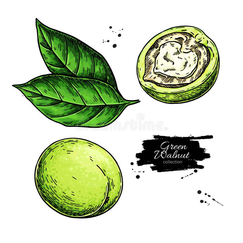 Green Walnut Set Drawing. Hand-drawn Vector Illustration Stock Vector ...