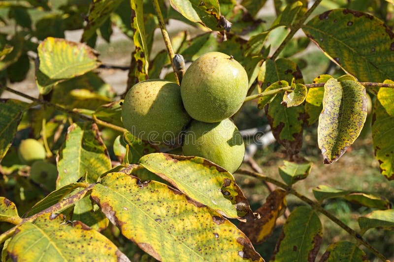 Green Walnut in the Tree in Autumn Stock Image - Image of outdoors ...