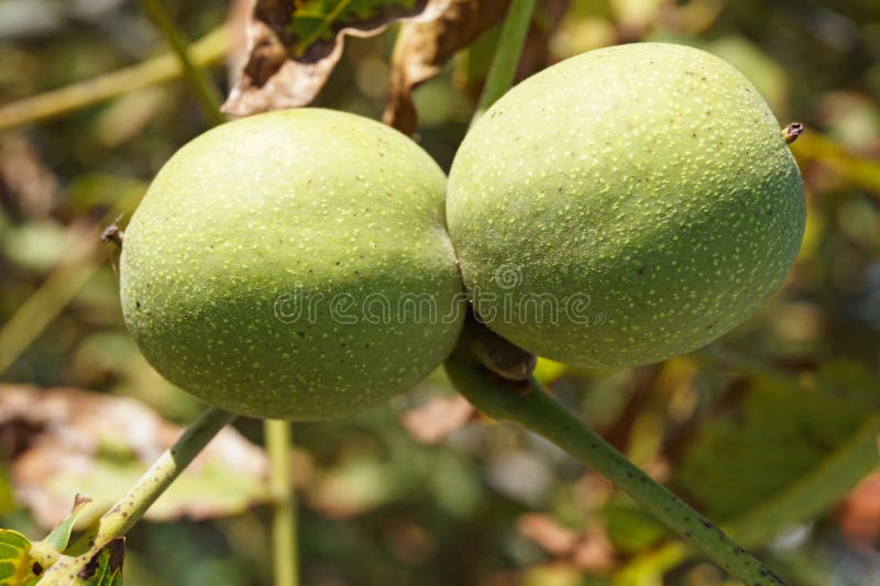 Green Walnut in the Tree in Autumn Stock Photo - Image of summer ...