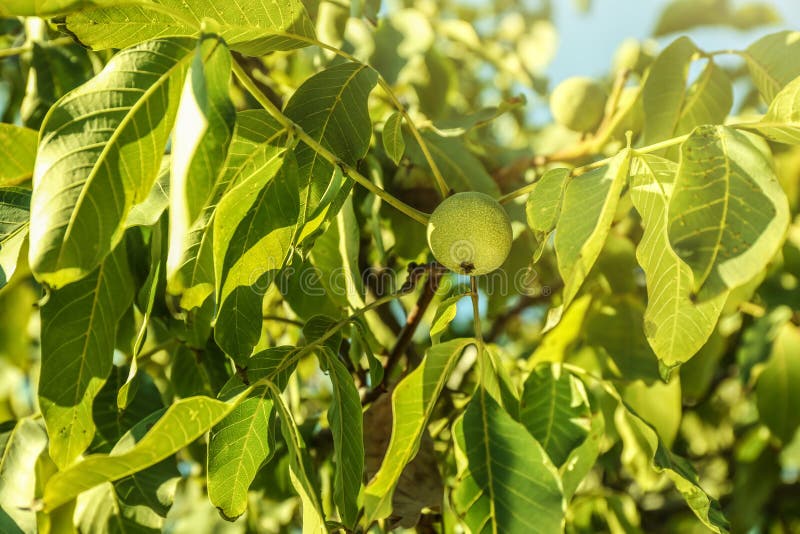 Green Walnut on Tree Branch in Garden Stock Image - Image of natural ...