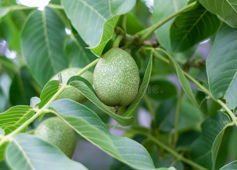 Green Walnut on a Tree Branch in Summer Stock Image - Image of leaf ...
