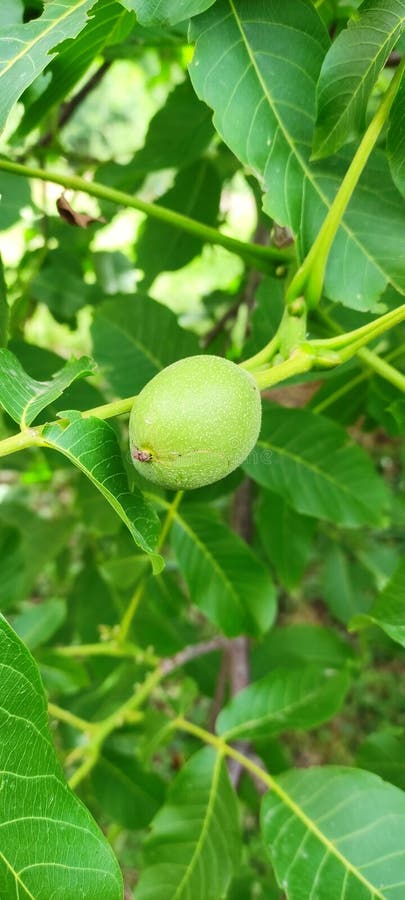 Green Walnut on a Tree Branch in Summer Stock Image - Image of tree ...