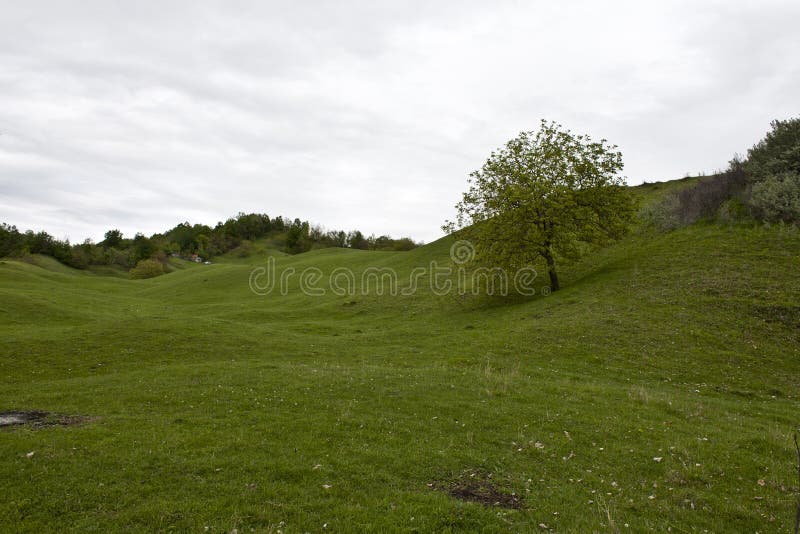 Green walnut tree stock image. Image of wallnut, walnut - 72218945
