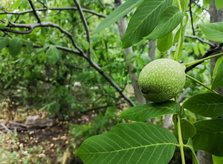 Green Walnut on a Tree in the Garden. Walnut in a Green Shell. Walnuts ...