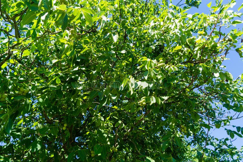 Green walnut tree stock photo. Image of nutrition, food - 121062270