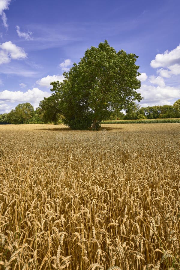 A Green Walnut Tree Growing in the Wheat Field with Blue Sky in the ...