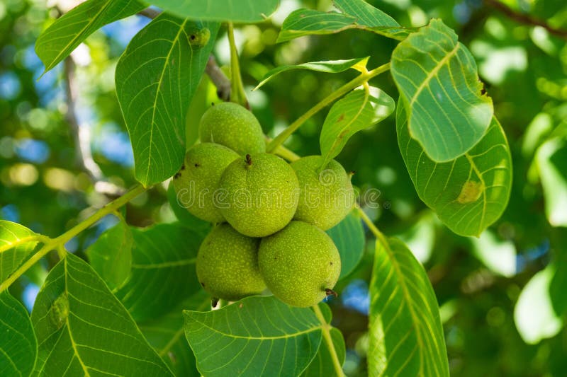 Green walnut tree stock photo. Image of etching, nature - 121062266