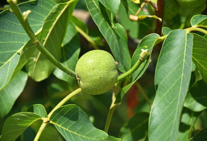 Green walnut in the tree stock photo. Image of plant - 118864178