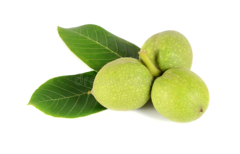 Green walnuts on branch stock photo. Image of fruit, leaves - 94092412