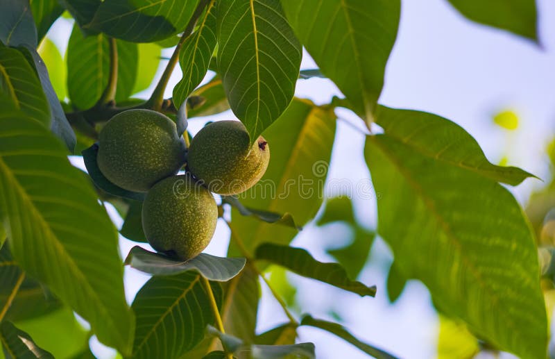 Green Walnuts on the Branches of a Walnut Tree Stock Photo - Image of ...