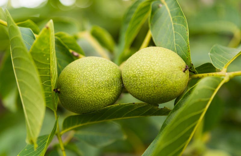 Green walnuts growing stock image. Image of closeup, crop - 73934623