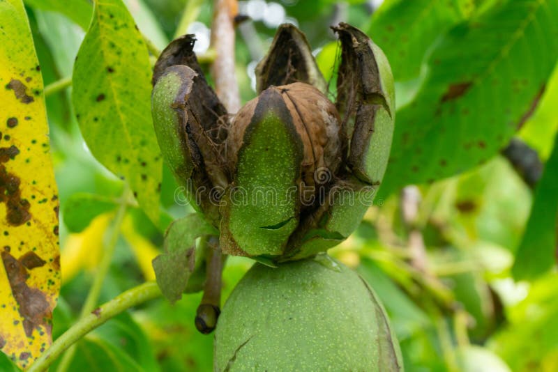 Green Walnuts Growing on a Tree. Stock Image - Image of season ...