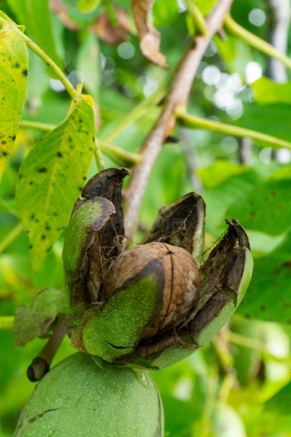 Green Walnuts Growing on a Tree. Stock Photo - Image of ripe, walnut ...