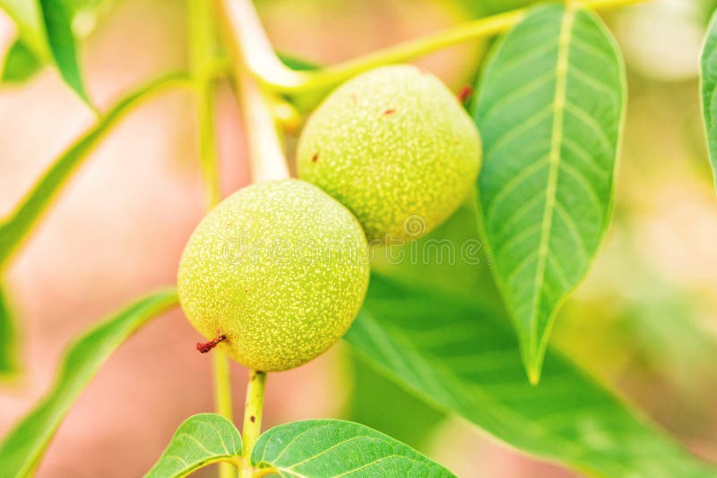 Green Walnuts Growing on a Tree Stock Image - Image of harvest, farming ...